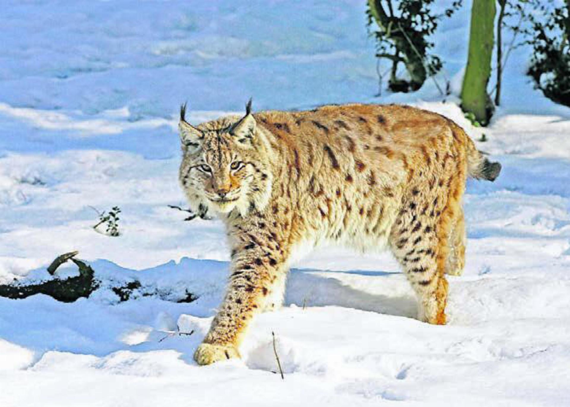 Der Luchs streift durch die Wälder des Jura. Bild: Panther Media - Das ...
